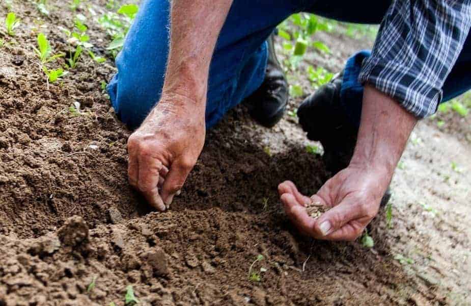 Are Maggots Good for Soil? | What to Do About Them - Preserving Sweetness