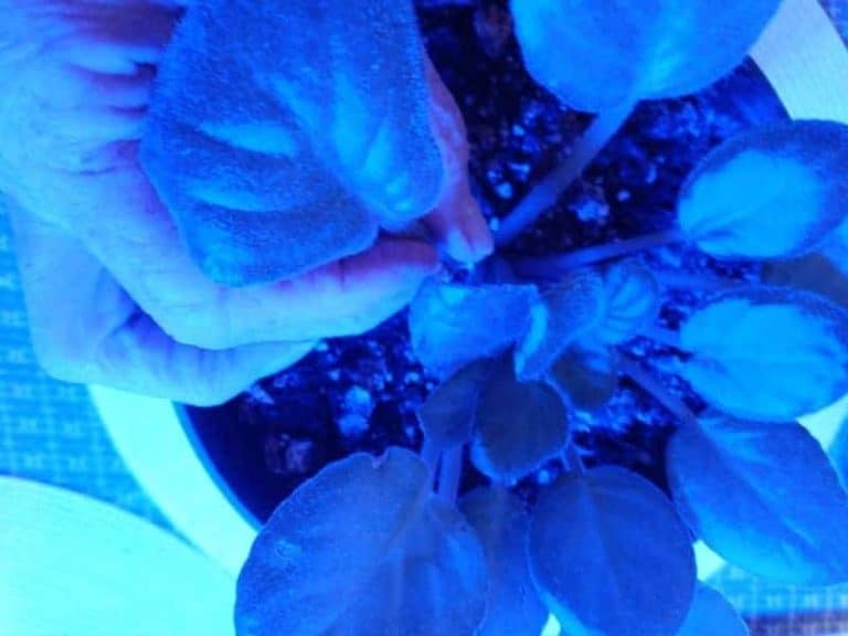 How to Propagate African Violets (Step-By-Step With Photos ...