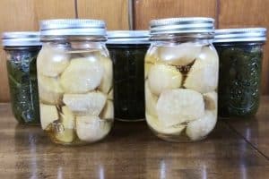 When Are Turnips in Season? (With State-by-State Chart) - Preserving ...