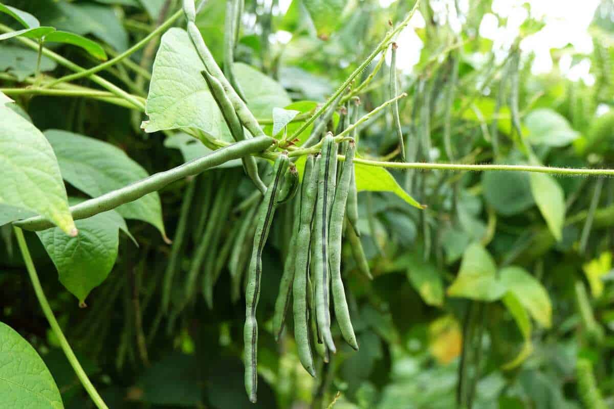 String Beans vs. Green Beans (A 50+ Year Gardener Tells All ...