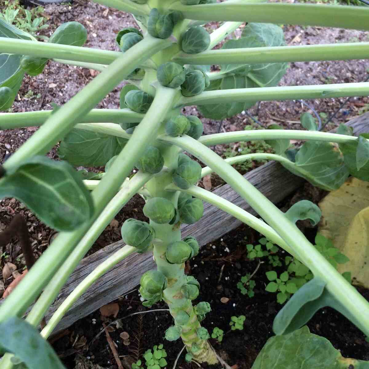 The 14 Best Vegetables To Grow In Winter or Cold Weather - Preserving ...