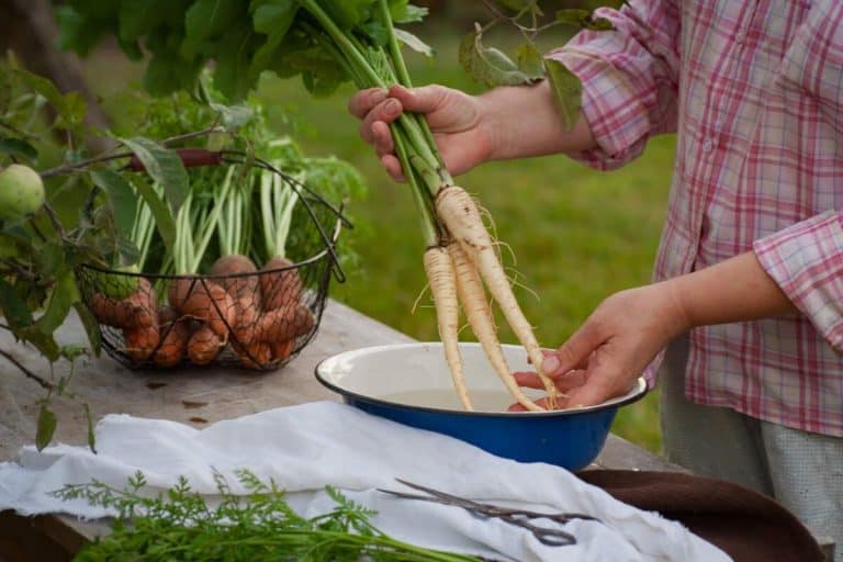 Freezing Parsnips the Right Way | Tried-and-True Guide - Preserving ...