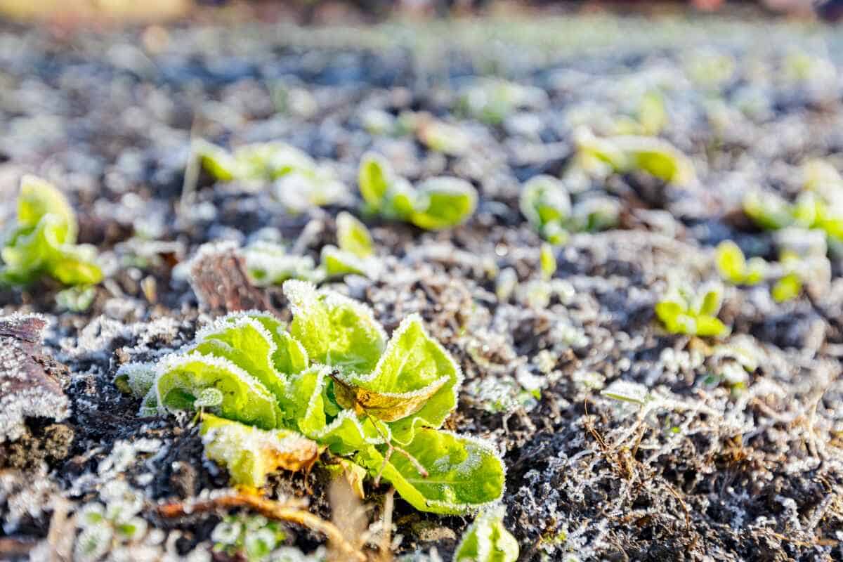 The 14 Best Vegetables To Grow In Winter or Cold Weather - Preserving ...