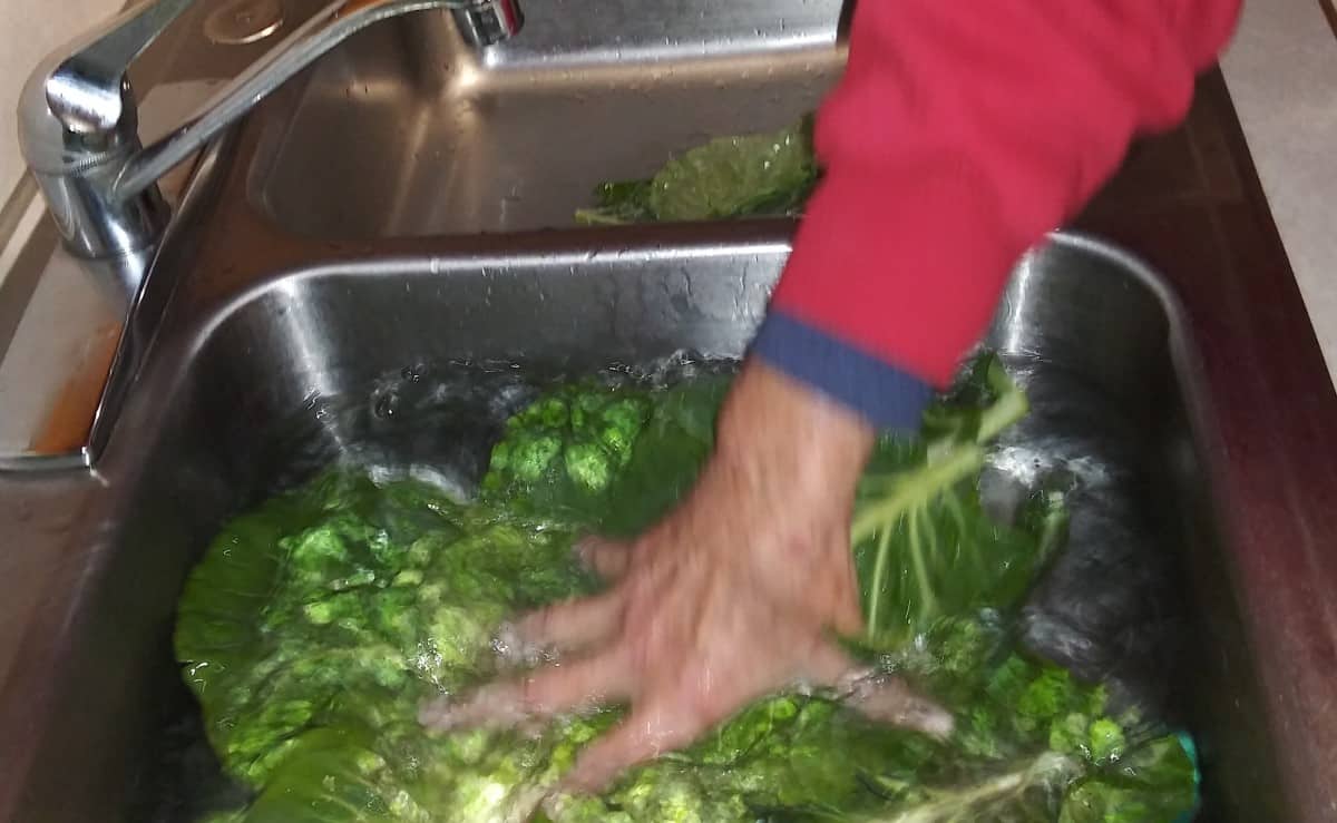 How to Can Kale - Preserving Sweetness