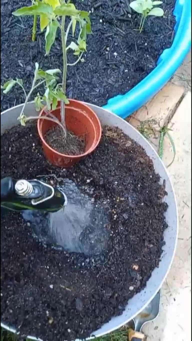 Top Tips for Planting Tomatoes - Preserving Sweetness