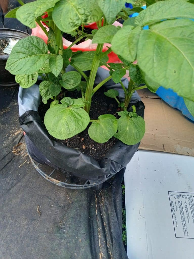 Growing Potatoes in Grow Bags: A Step-by-Step Guide - Preserving Sweetness